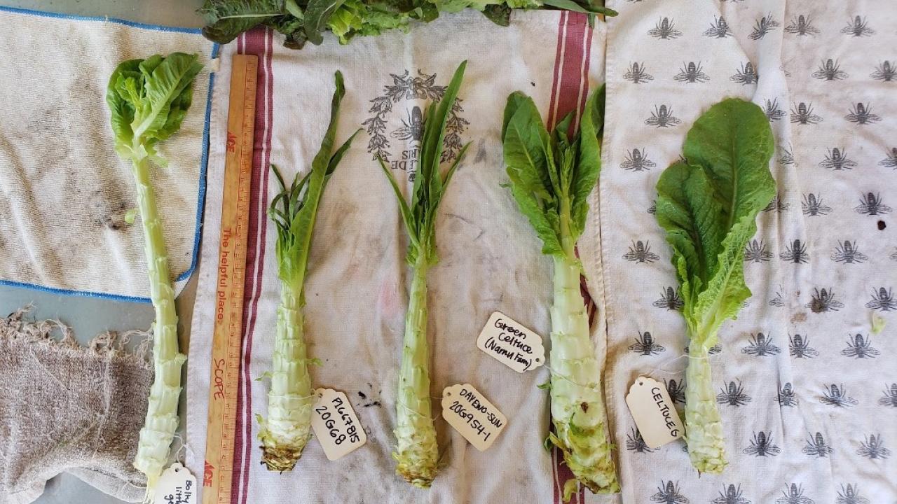 Celtuce | plantbreeding